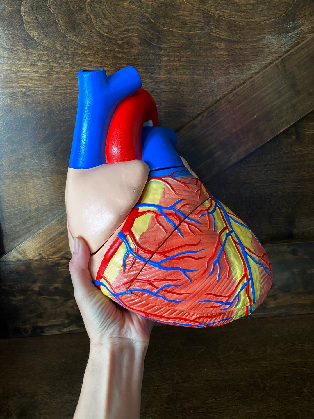 Vintage Anatomical Heart Model: Large 3-piece Biological Display - Etsy