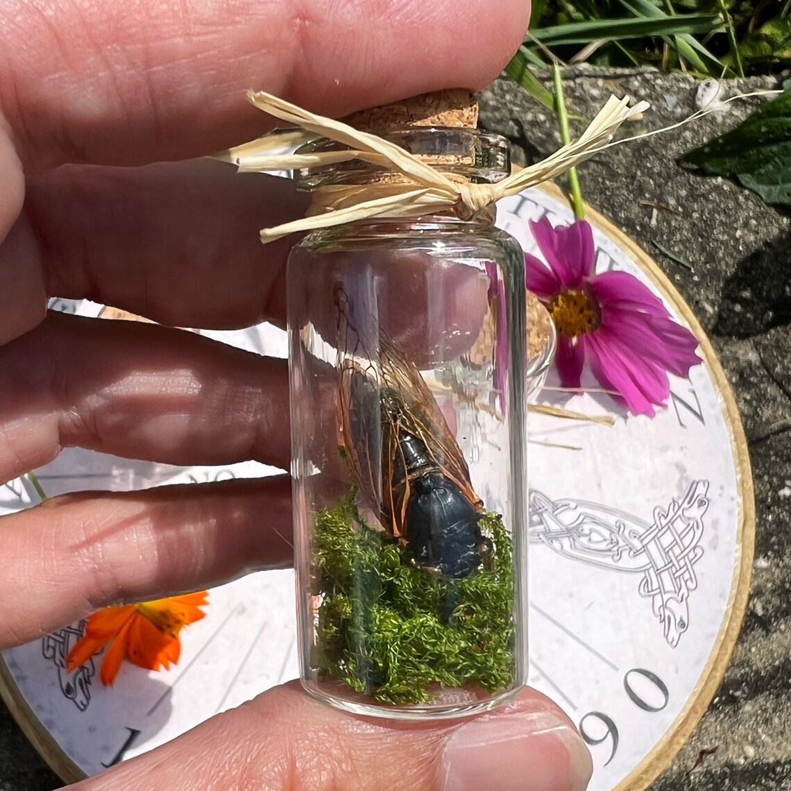 Oddity Vials, Snake Vertebre, Butterfly Wing, Locust, Oddities Decor ...