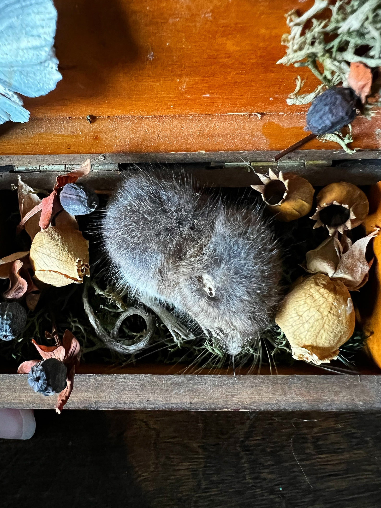 Mummified Mouse Art Memento Mori Taxidermy Art Oddities - Etsy