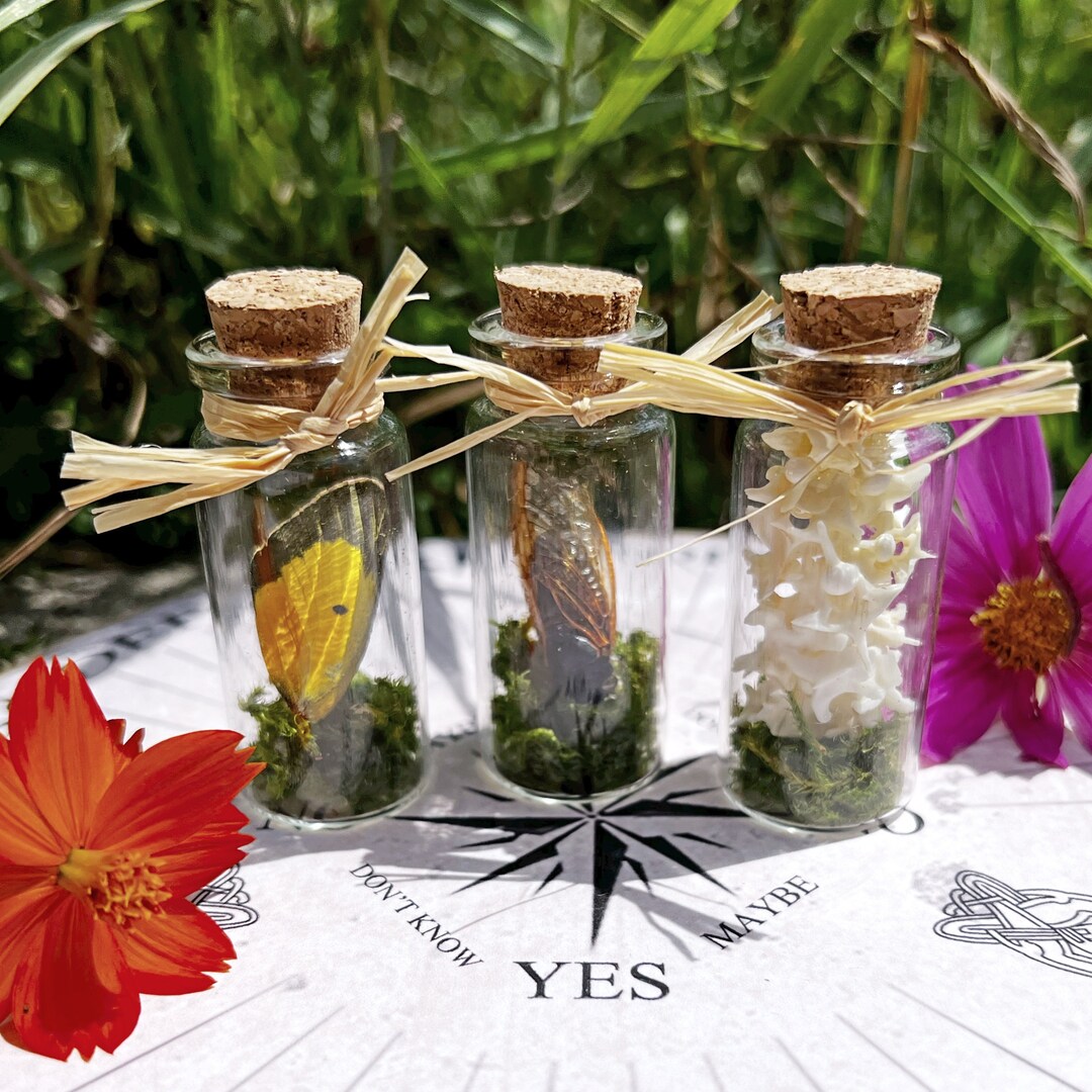 Oddity Vials, Snake Vertebre, Butterfly Wing, Locust, Oddities Decor ...