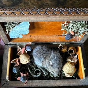 Mummified Mouse Art, Memento Mori, Taxidermy Art, Oddities Decor ...