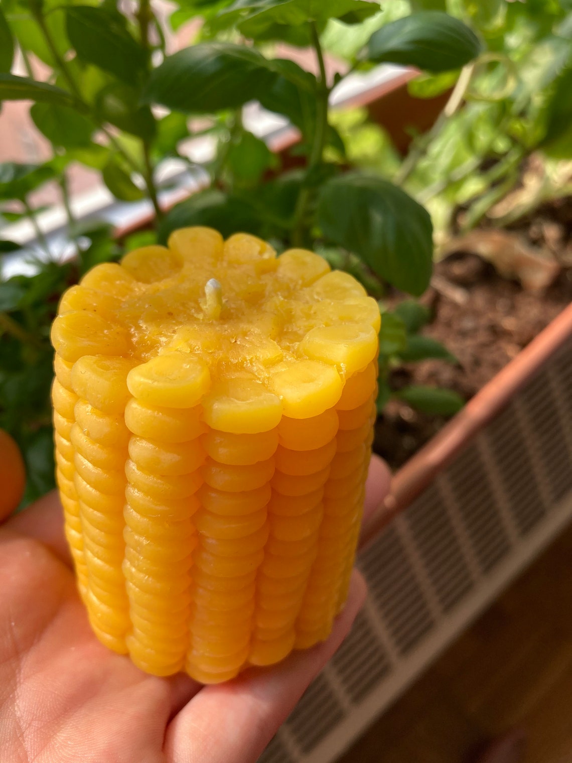 Corn Lover Candle, Corn Candle, 100% USA Natural Bees Wax, Pillar ...