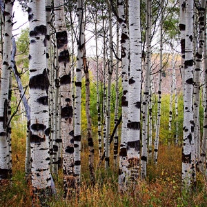 Aspen Print-aspen Tree Wall Art-aspen Art-aspen Tree Art-aspen Tree ...