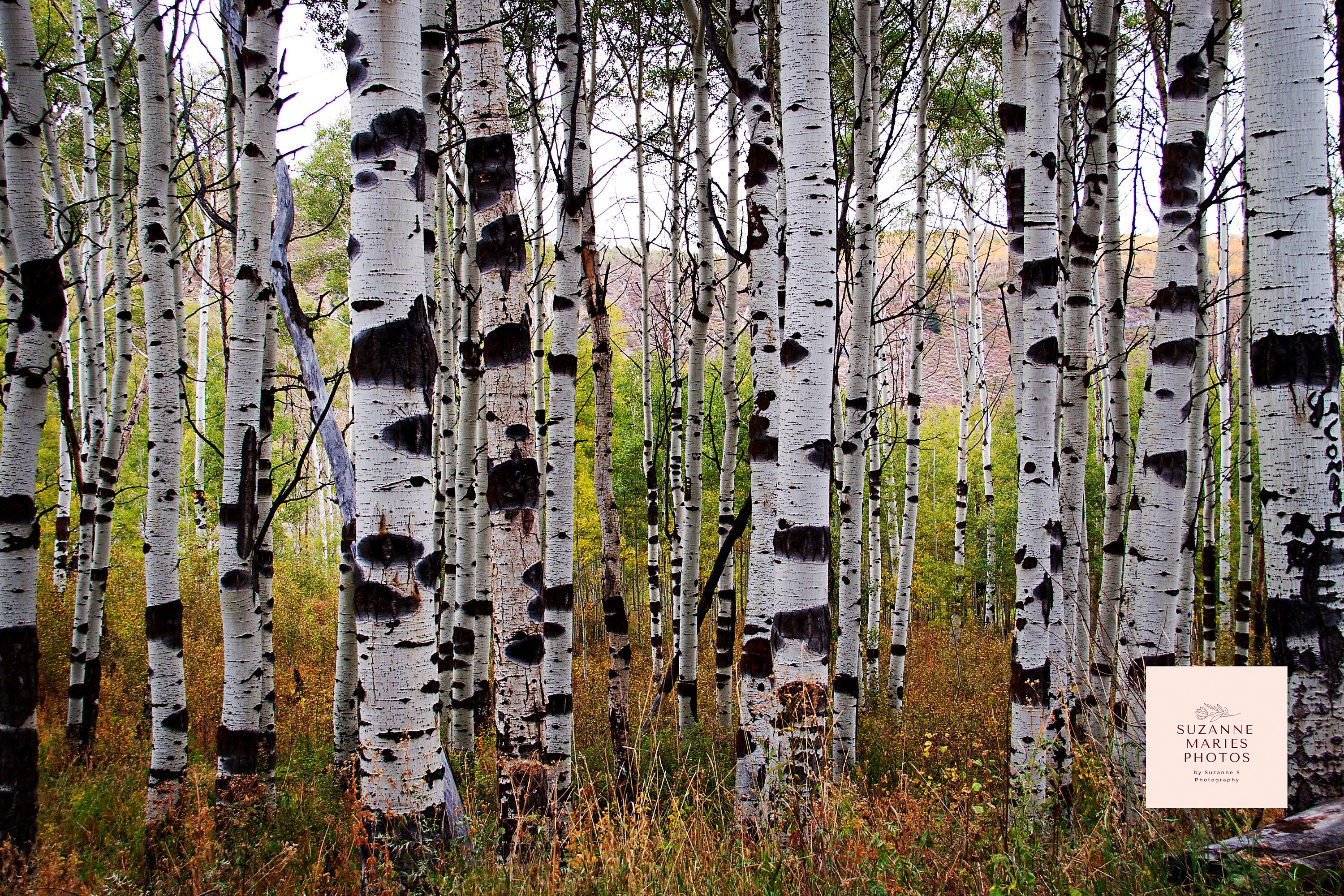 Aspen Print-Aspen Tree Wall Art-Aspen Art-Aspen Tree Art-Aspen Tree ...