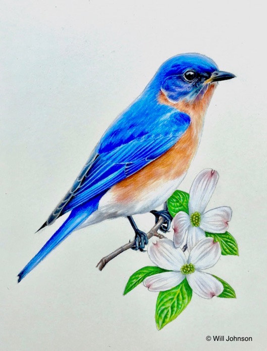 Eastern Bluebird - Etsy