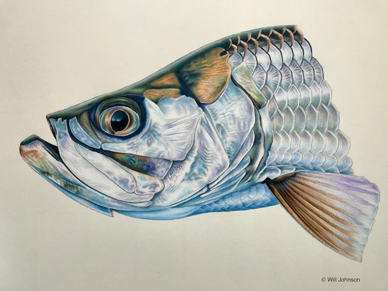 Tarpon - Etsy