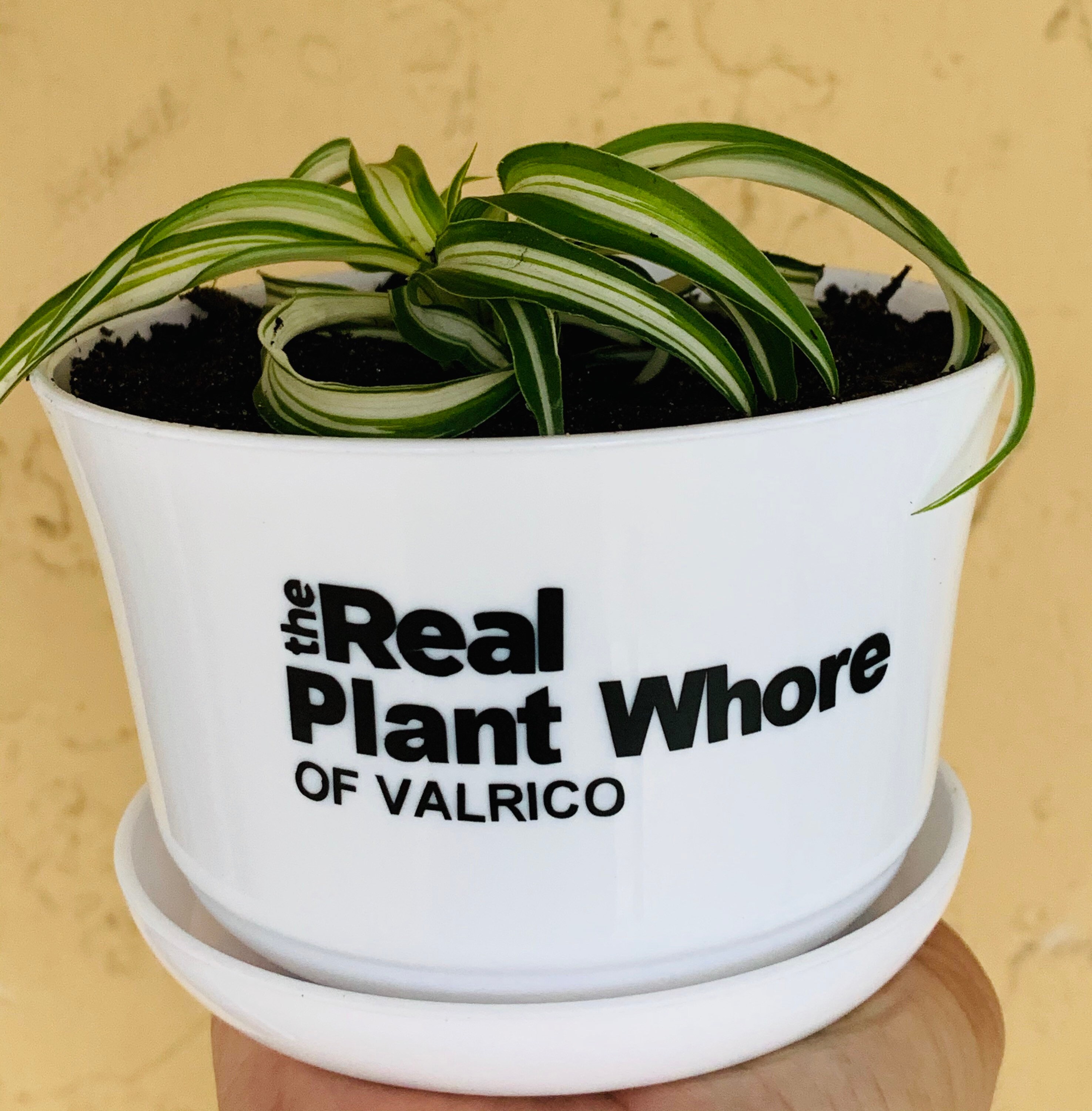 The Real Status Pots - Etsy