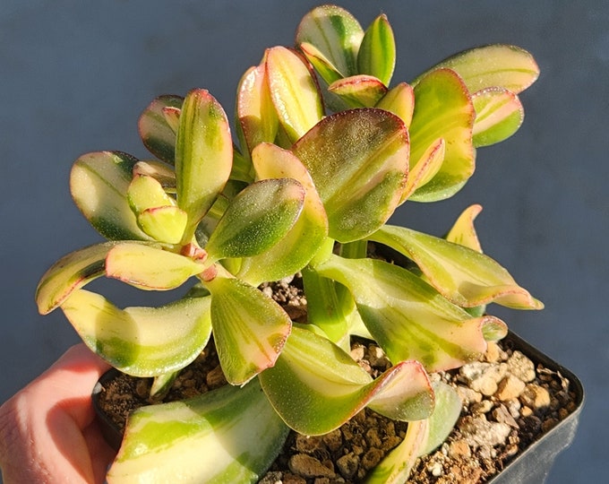 Crassula Ovata 'blue Bird' jade Plant Succulent Cuttings large 12x12x6 ...