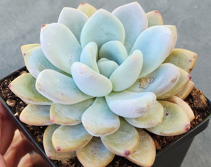 Echeveria 'queens Ball' - 3.5" Pot - Etsy