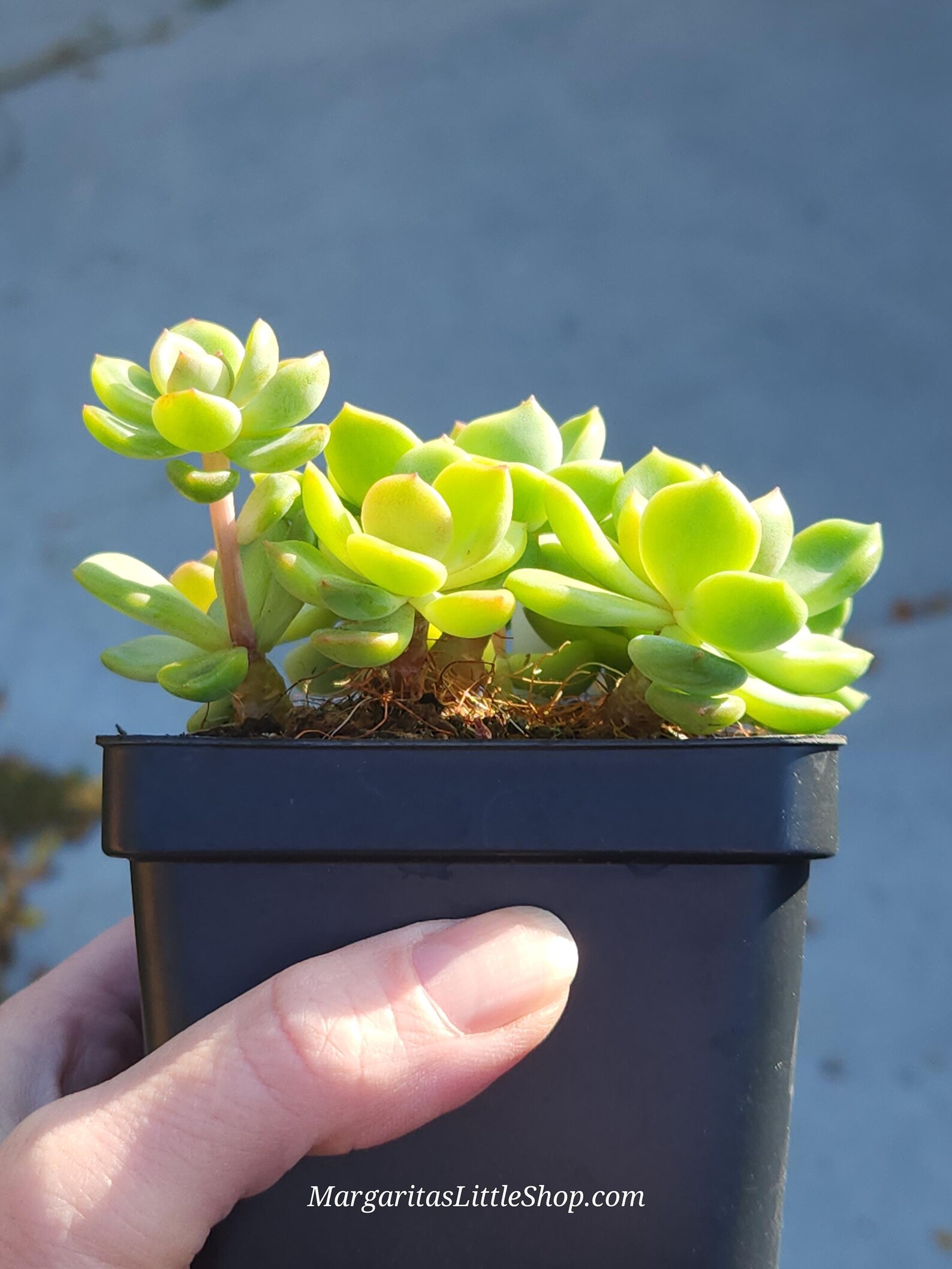 Echeveria 'dentra' - 3.5" Pot - Etsy
