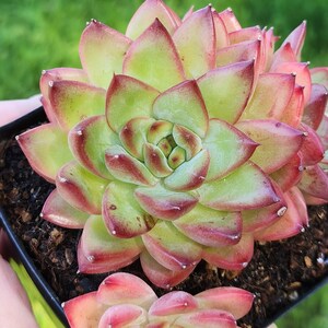 Echeveria Agavoides 'mctory' 3.5 Pot - Etsy