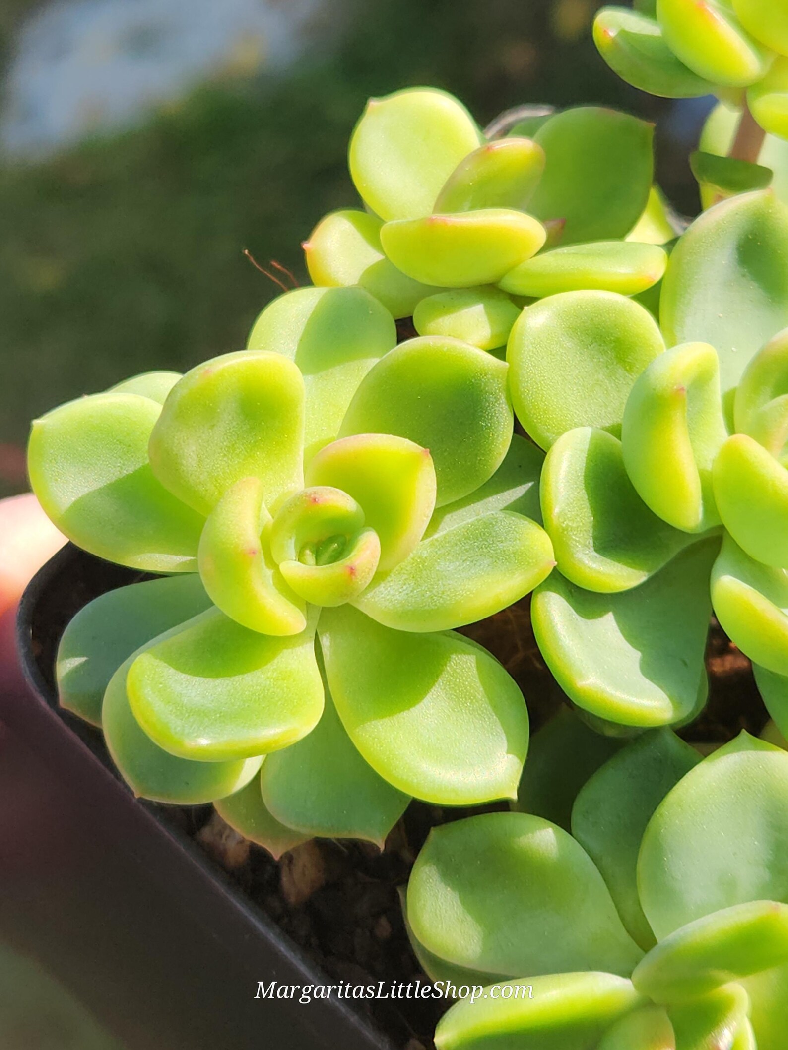 Echeveria 'dentra' - 3.5" Pot - Etsy