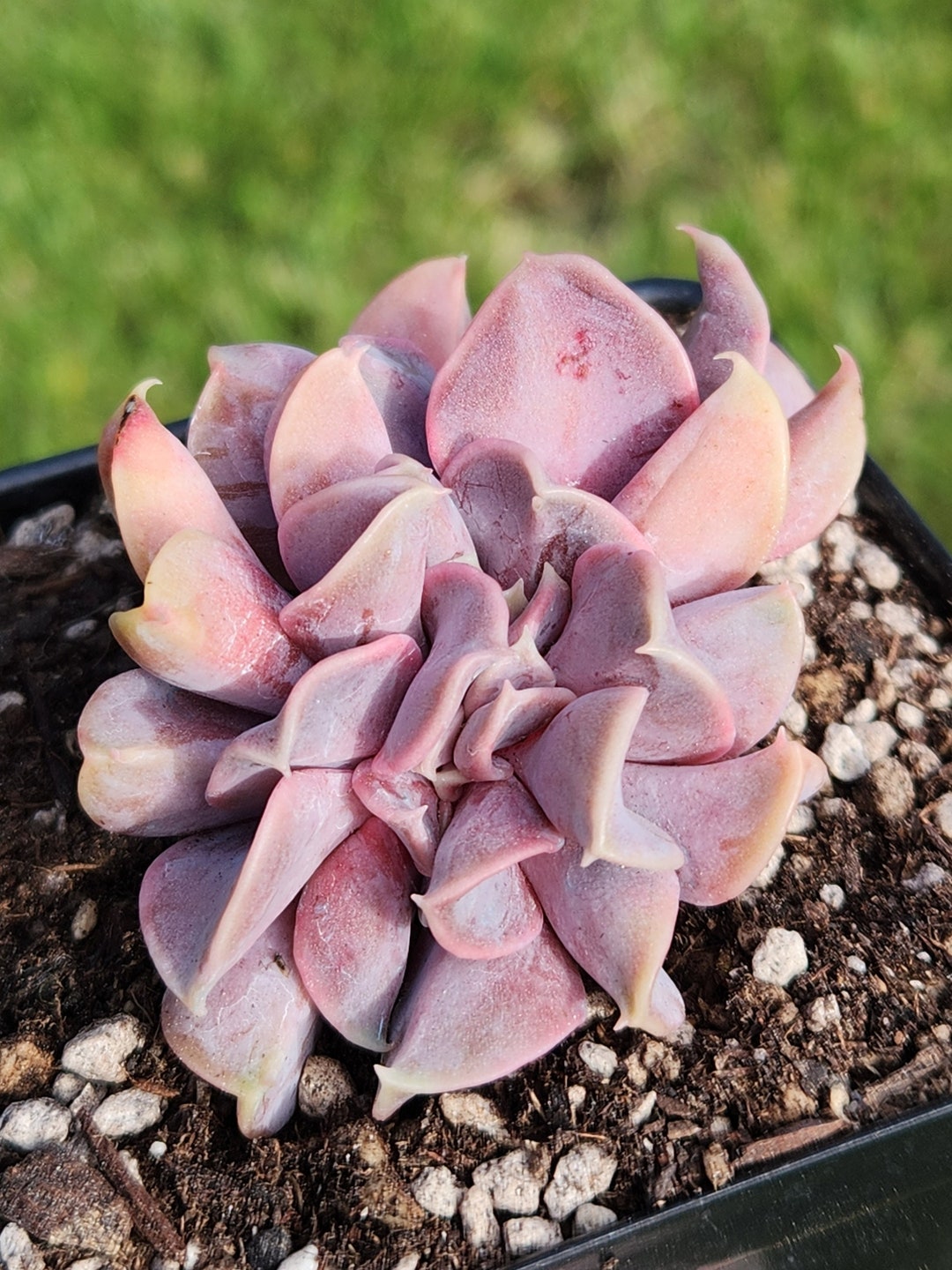 Echeveria 'butterfly' F. Cristata 3.5 Pot - Etsy
