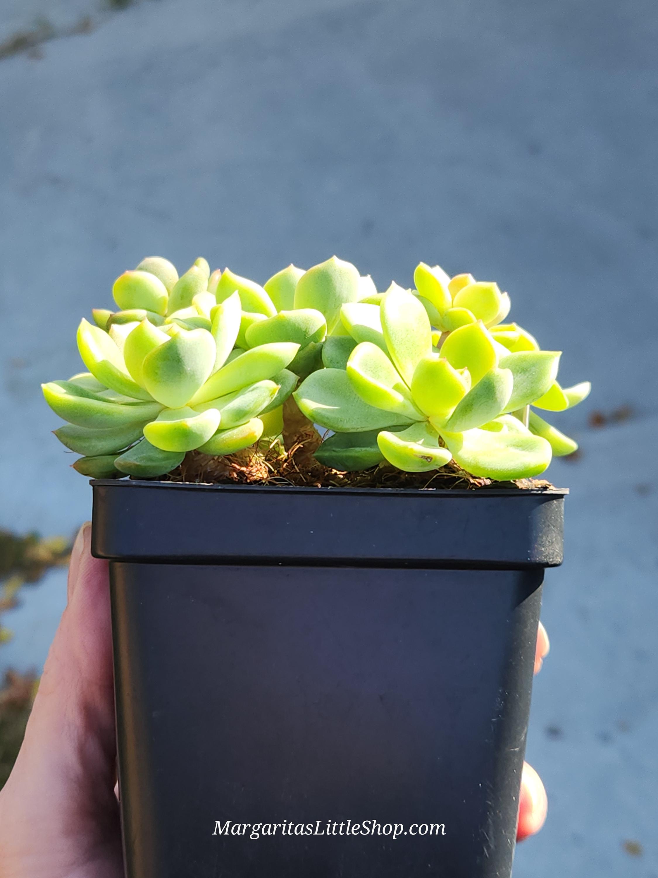 Echeveria 'dentra' - 3.5" Pot - Etsy