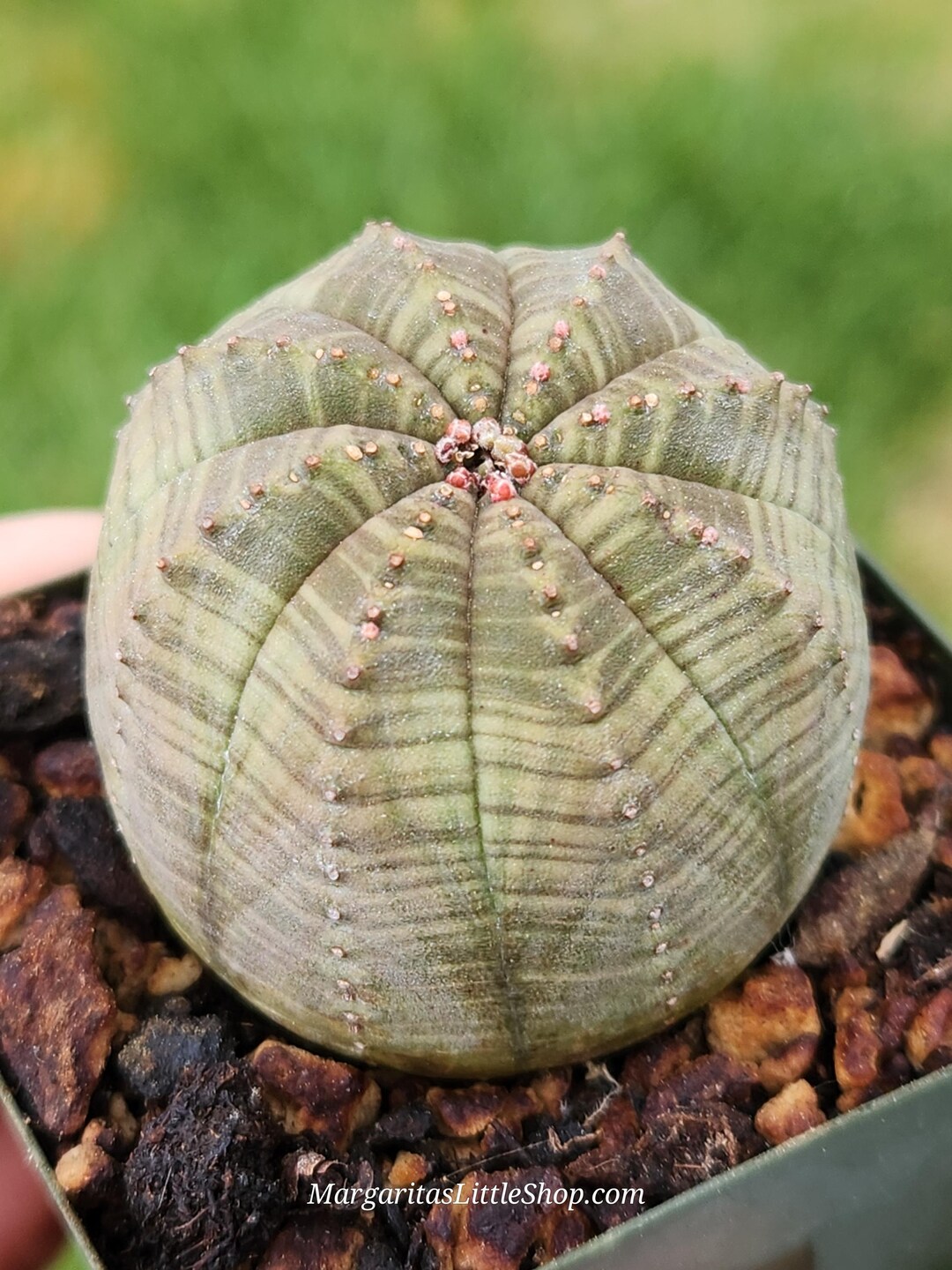 Euphorbia Obesa - 2.5" Pot - Etsy