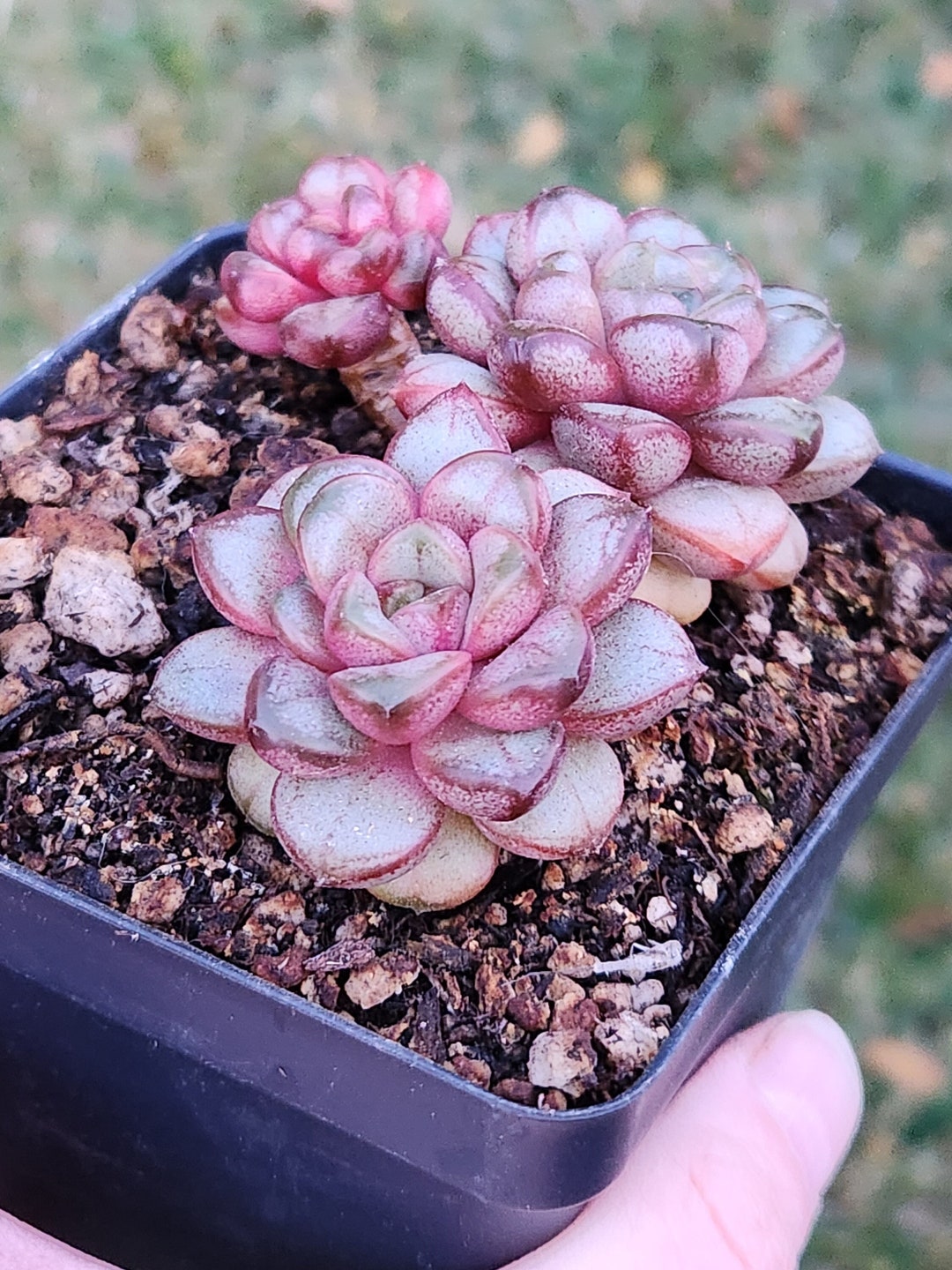 Graptoveria 'amethorum' 3.5 Pot - Etsy