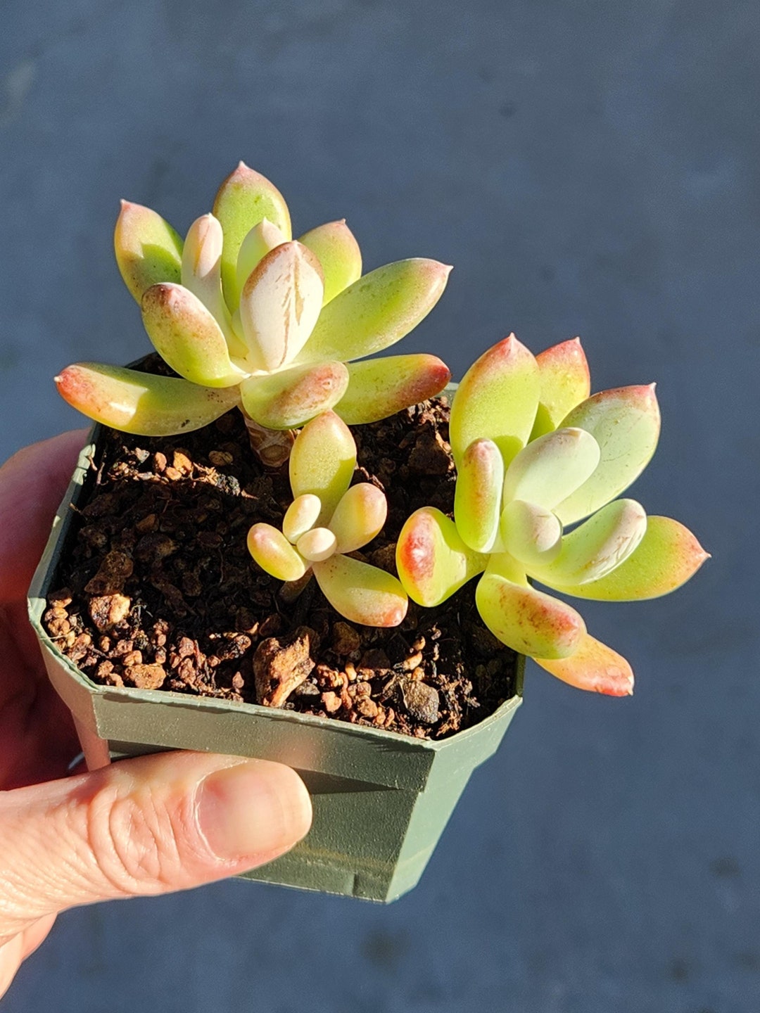 Pachyphytum 'roly-poly' 2.5 Pot - Etsy