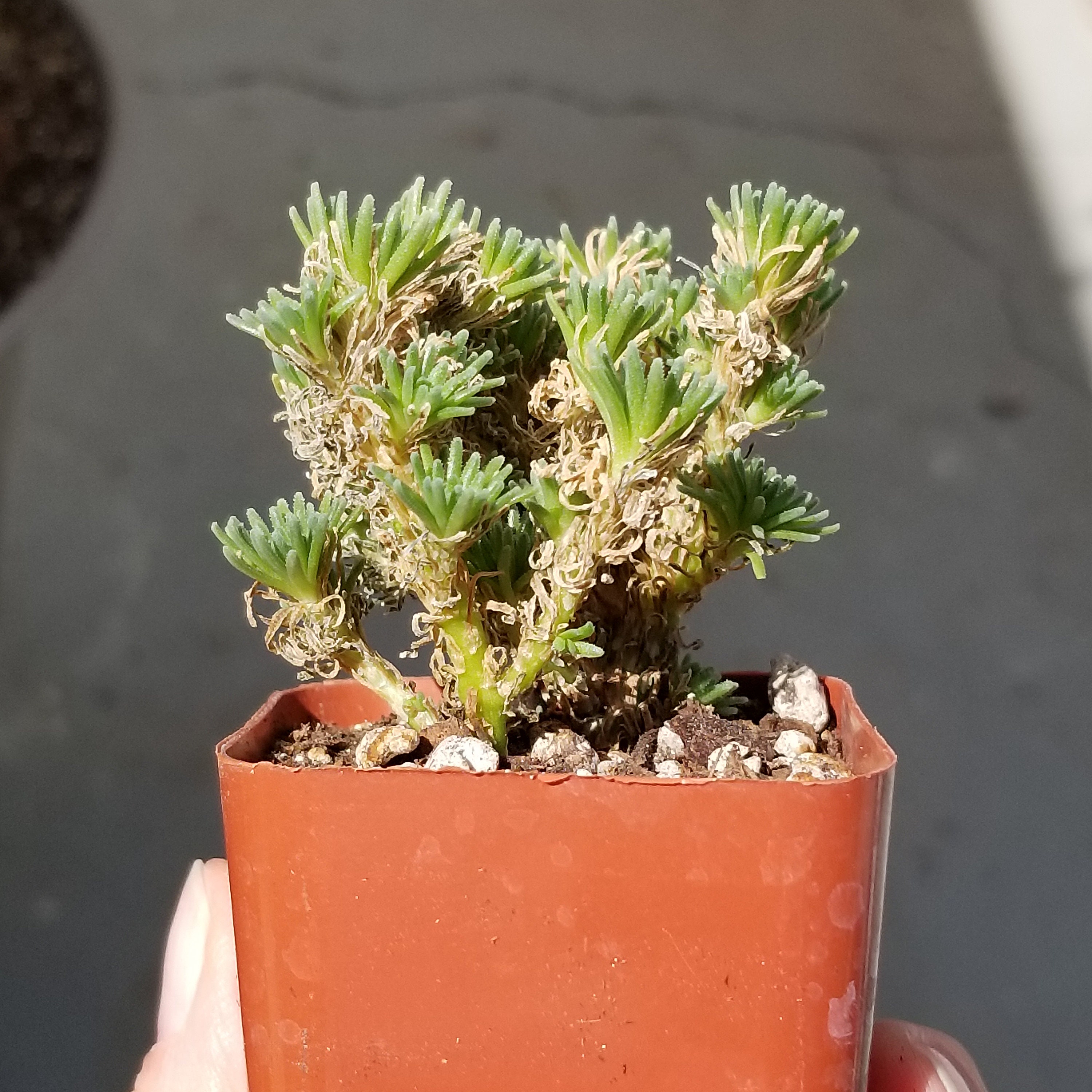 Sedum multiceps Miniature Joshua Tree 2 pot | Etsy