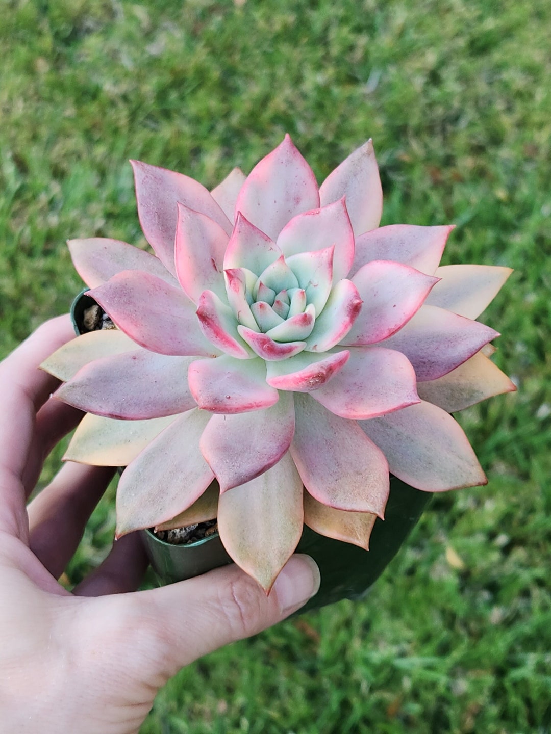 Echeveria Agavoides 'chimera' F. Variegata - Etsy