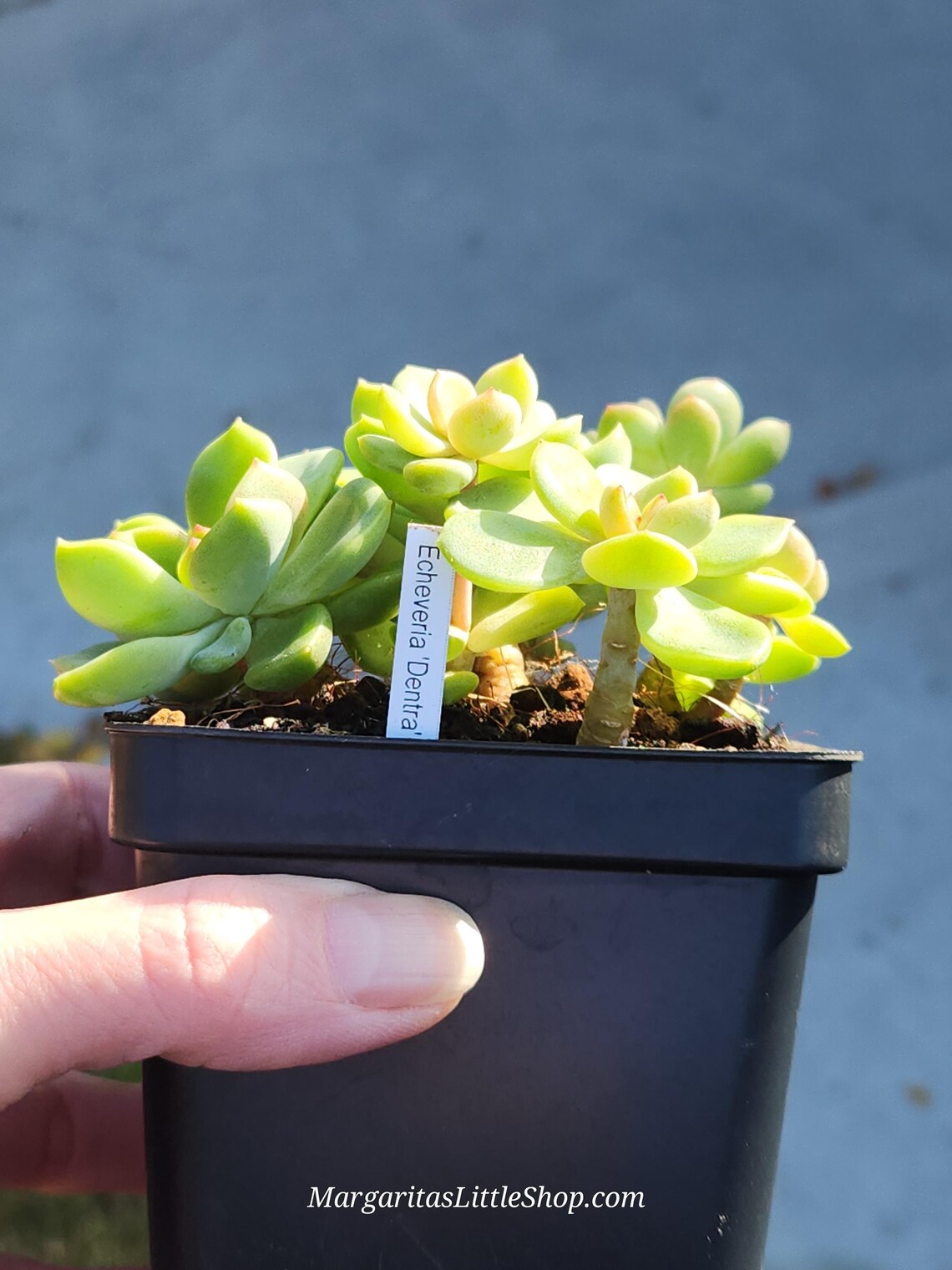 Echeveria 'dentra' - 3.5" Pot - Etsy
