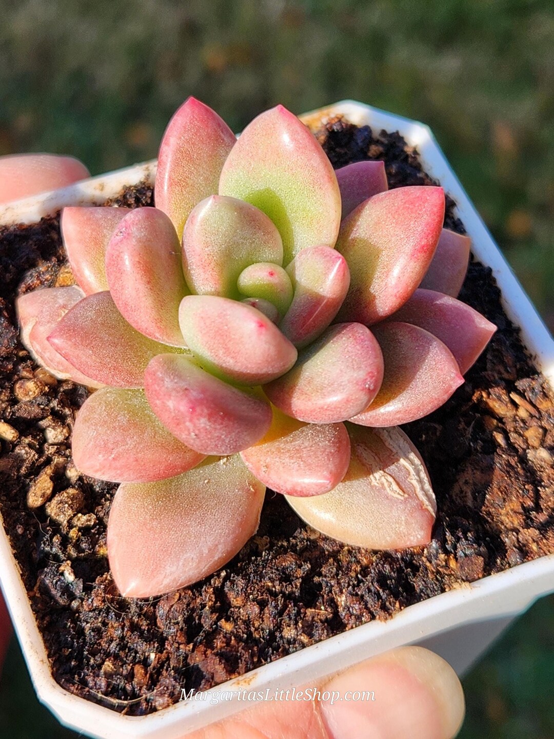 Graptoveria Hybrid (graptopetalum Amethystinum X Echeveria Agavoides) - 2.75" Pot - Etsy