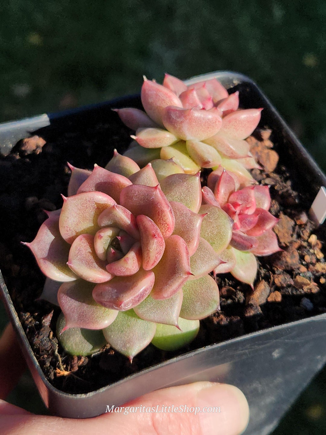 Echeveria 'cindy' 3.5 Pot - Etsy