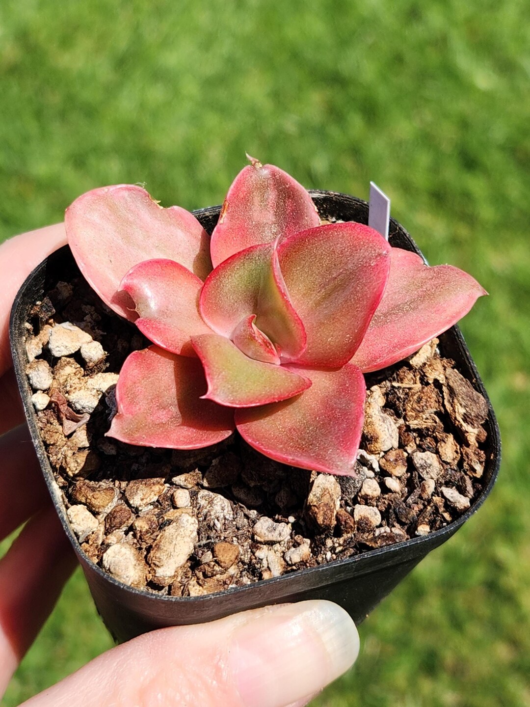 Echeveria 'mini-gosaong' F. Variegata - 2.5" Pot - Etsy