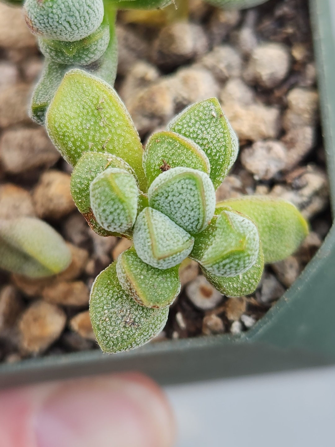 Crassula Fragarioides 2.5 Pot separate Heads - Etsy