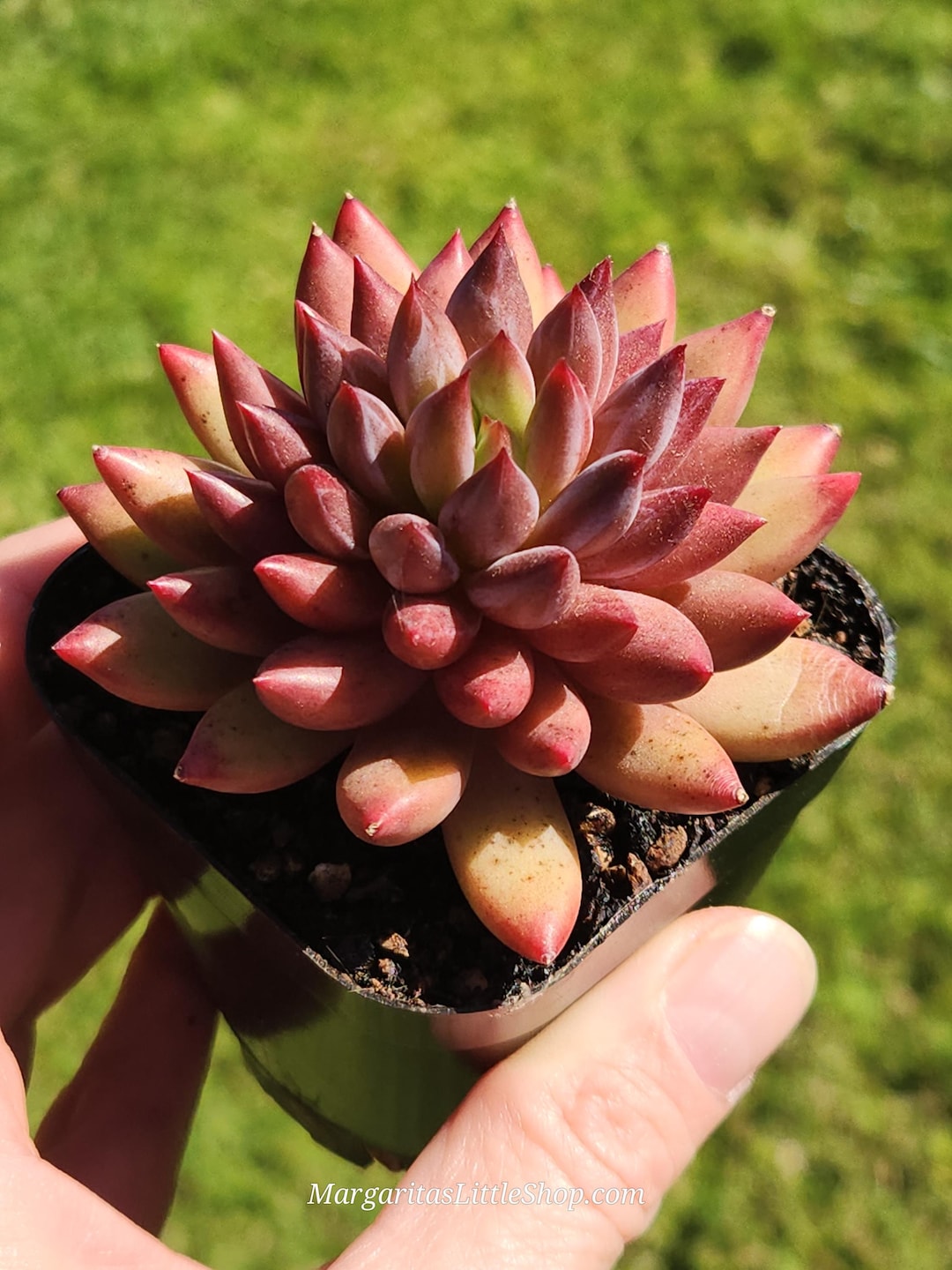 Pachyveria 'red Yeonji Gonji' - 2.5" Pot - Etsy
