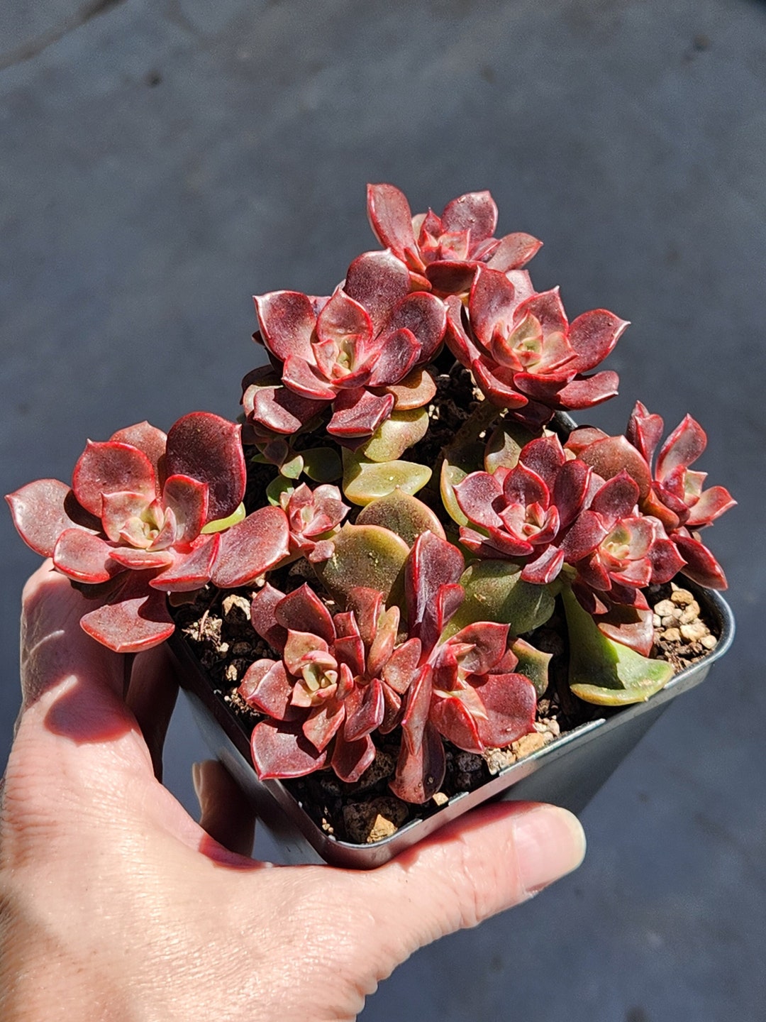 Echeveria 'zestar' 3.5 Pot - Etsy