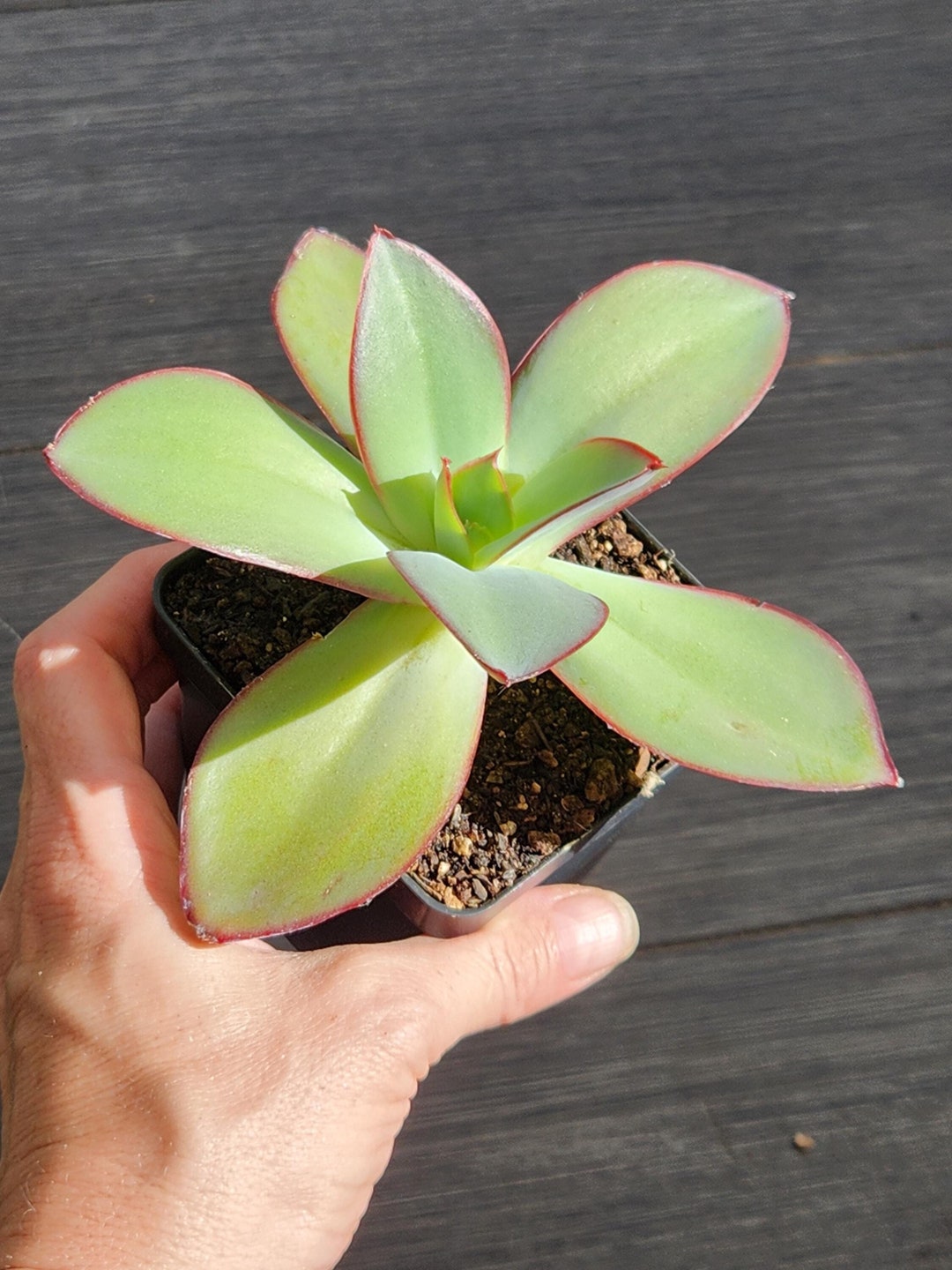 Echeveria Subrigida 'fire and Ice' red Edge Echeveria 3.5 Pot - Etsy