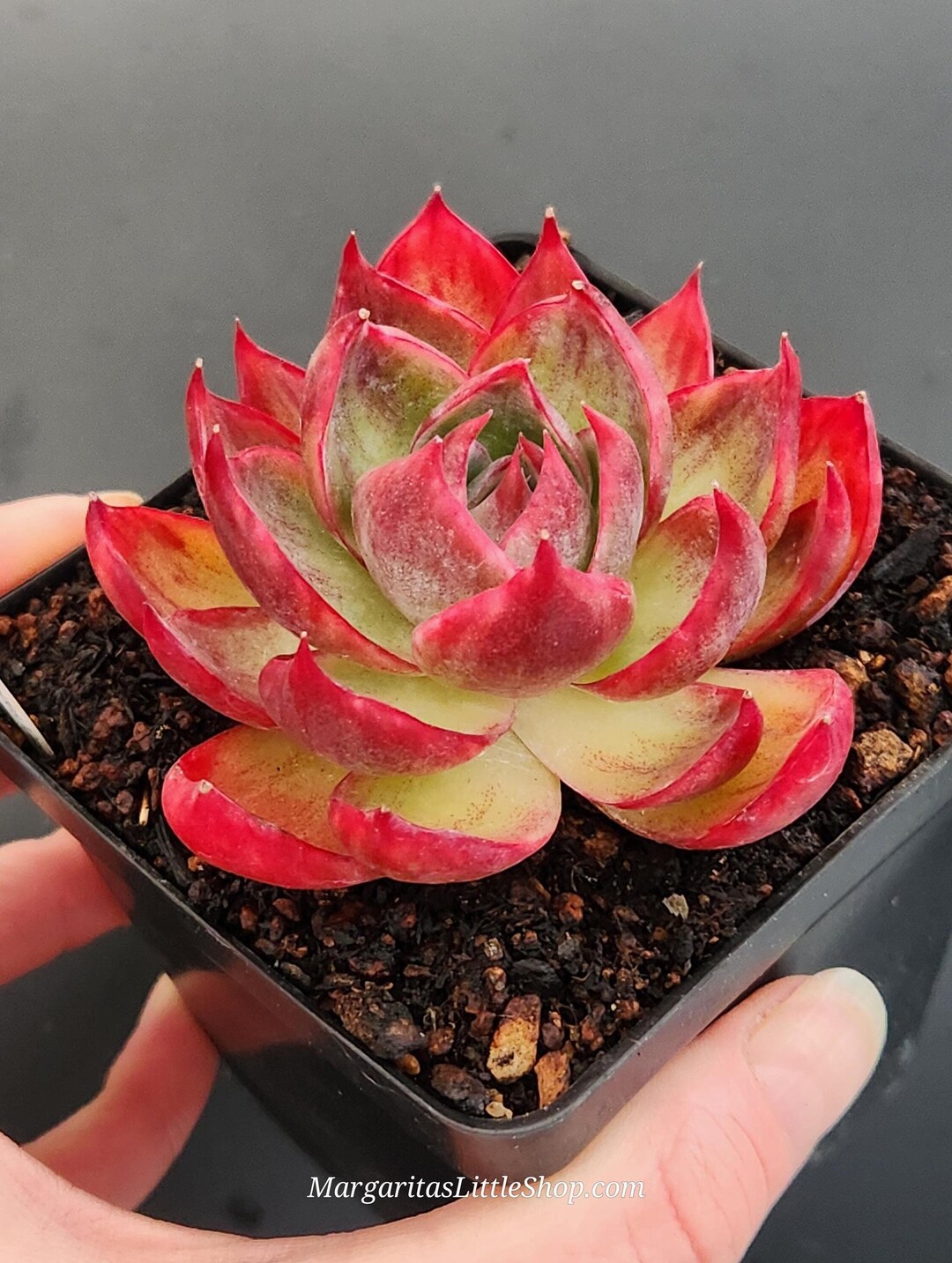 Echeveria Agavoides 'casio' F. Variegata - 3.5" Pot - Etsy