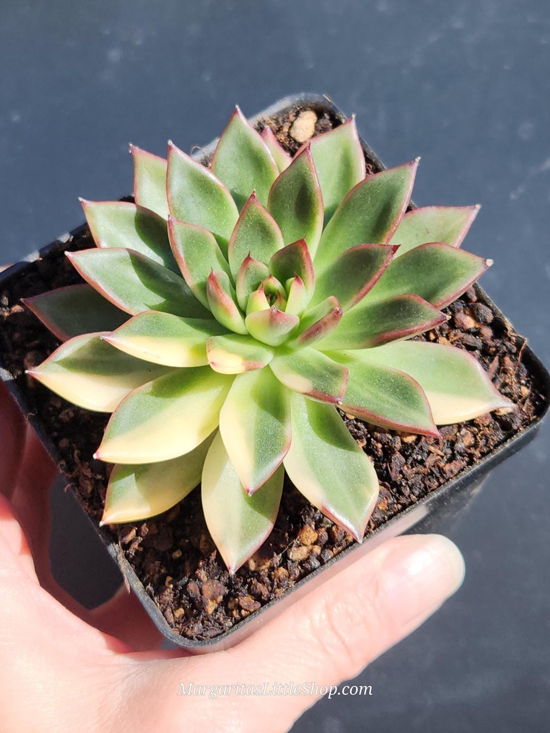 Echeveria Agavoides 'red Tip' F. Variegata 3.5 Pot - Etsy