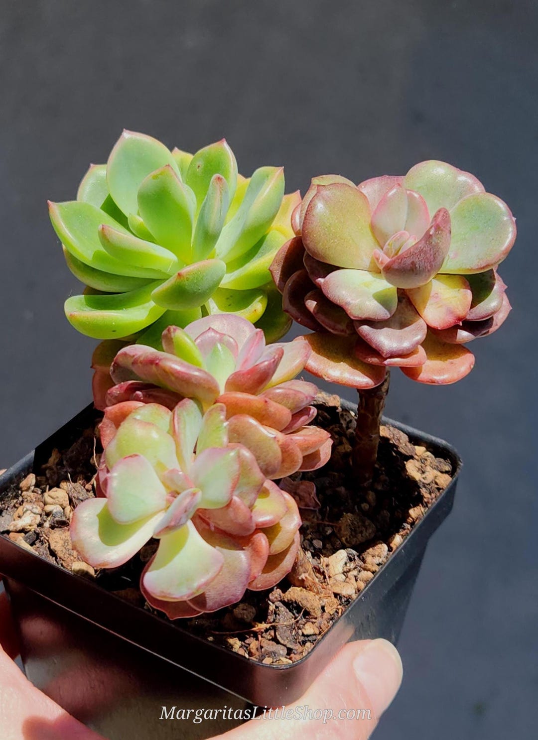 Echeveria 'dentra' F. Variegata - 3.5" Pot - Etsy