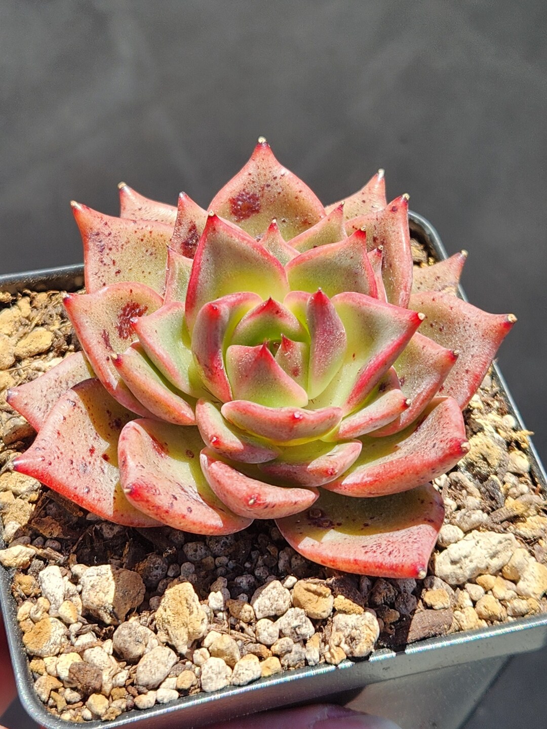 Echeveria Agavoides 'red Dragon' 3.5 Pot - Etsy
