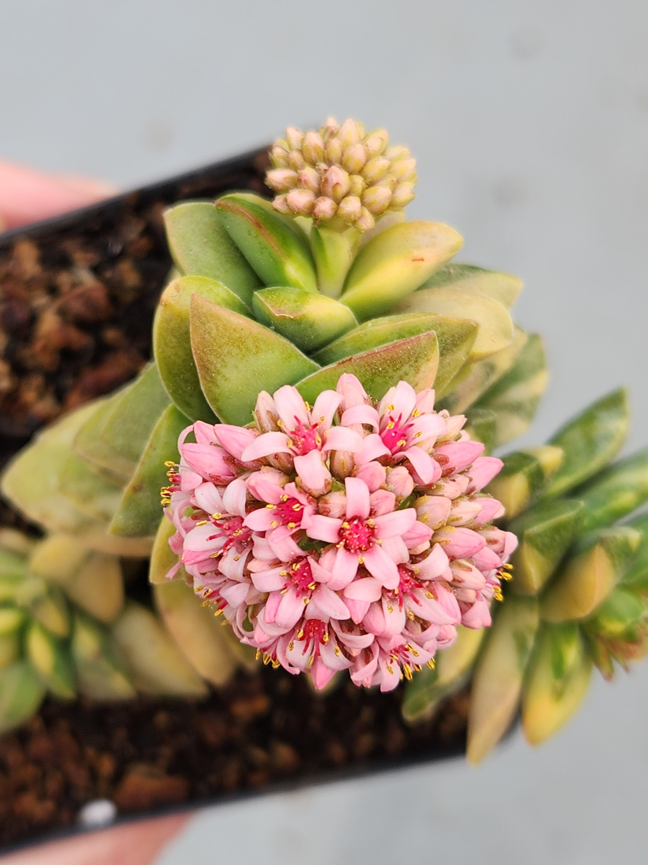 Crassula 'springtime' F. Variegata 3.5 Pot - Etsy