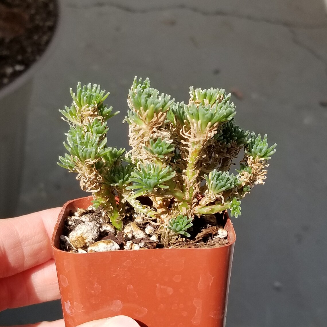 Sedum multiceps Miniature Joshua Tree 2 pot | Etsy