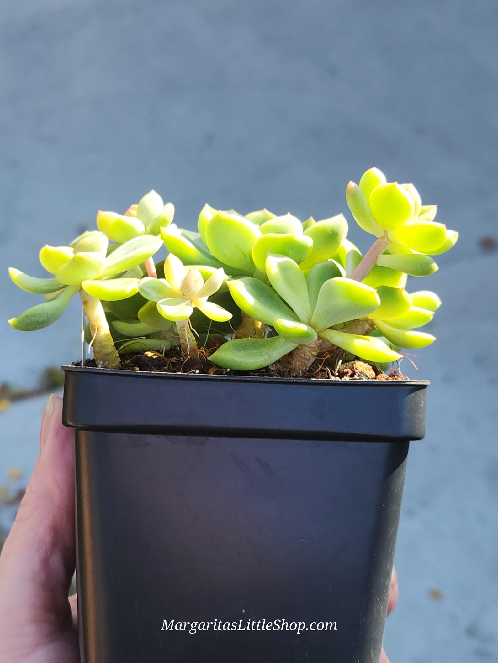 Echeveria 'dentra' - 3.5" Pot - Etsy