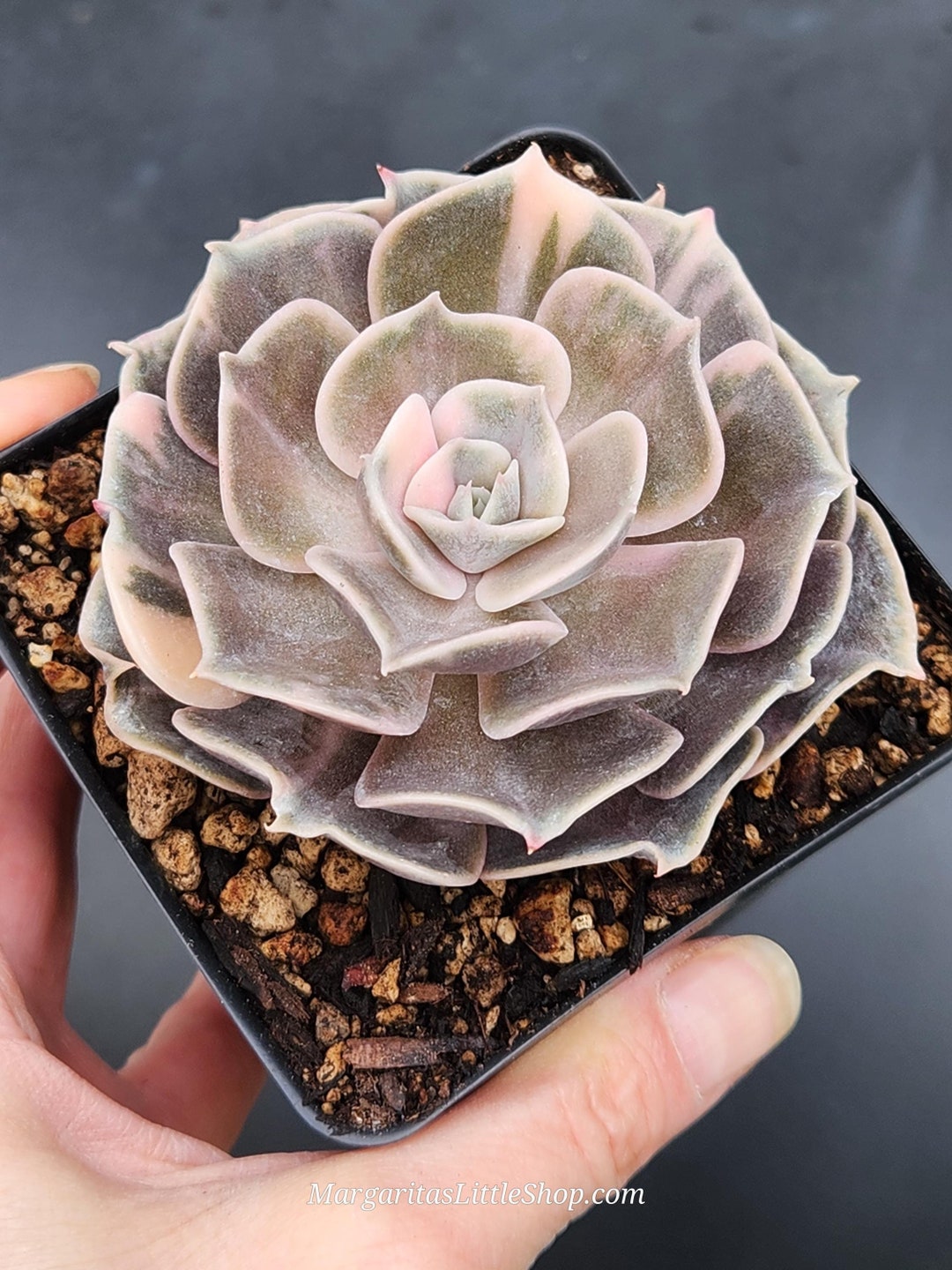 Echeveria 'pollux' F. Variegata 3.5 Pot - Etsy