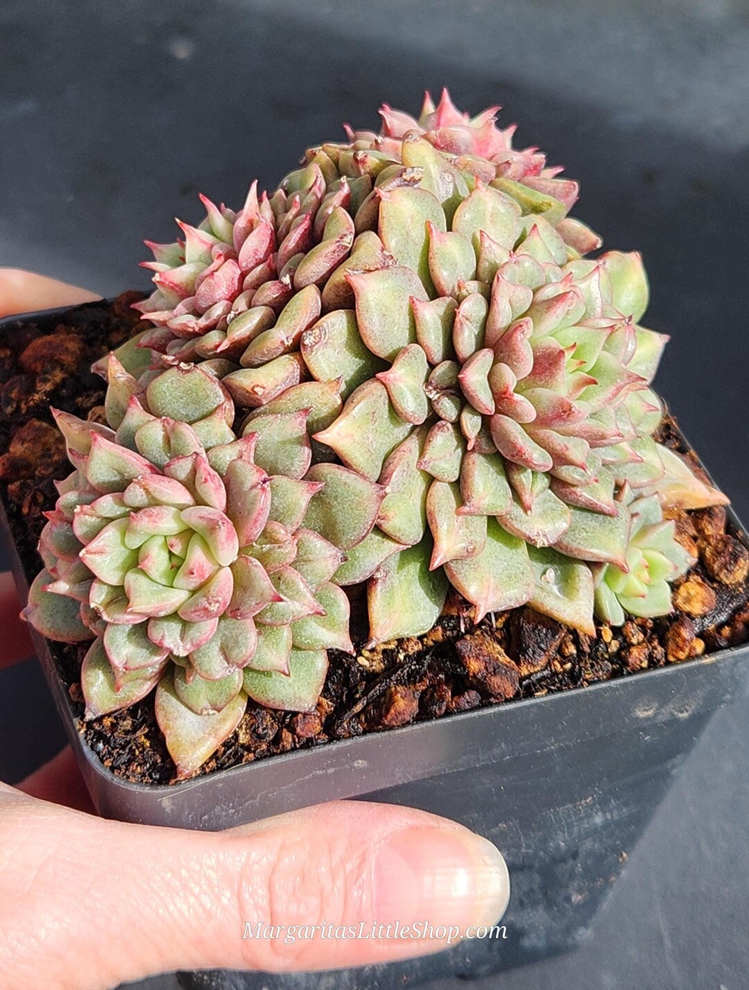 Echeveria 'tesla' - 3.5" Pot - Etsy