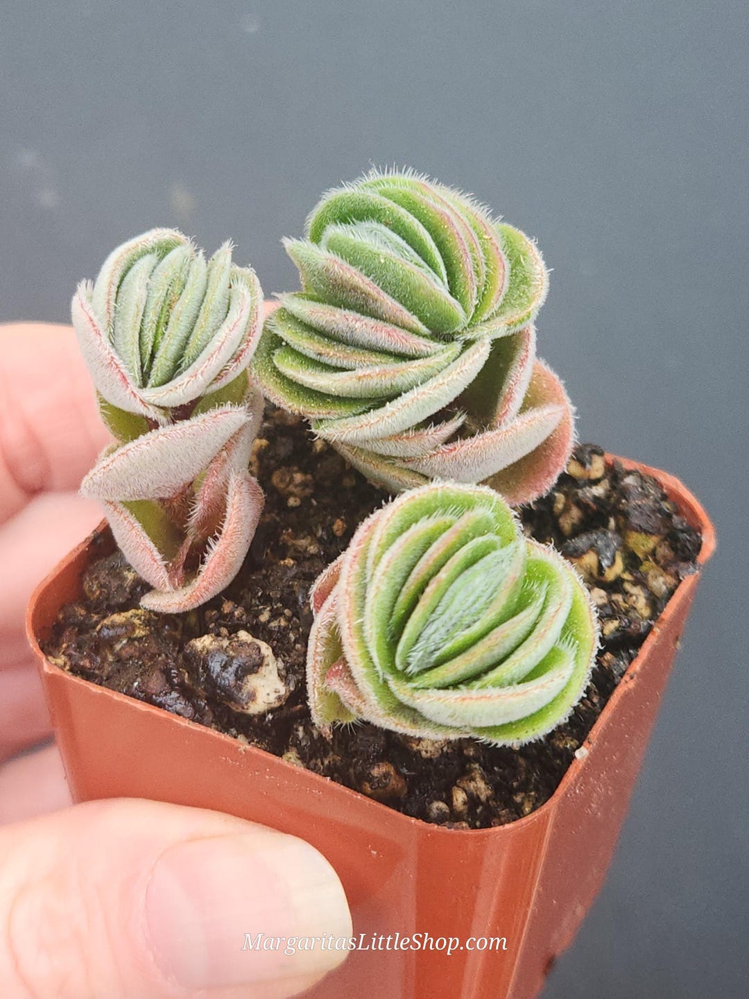 Crassula Tomentosa - 2" Pot (separate Heads) - Etsy
