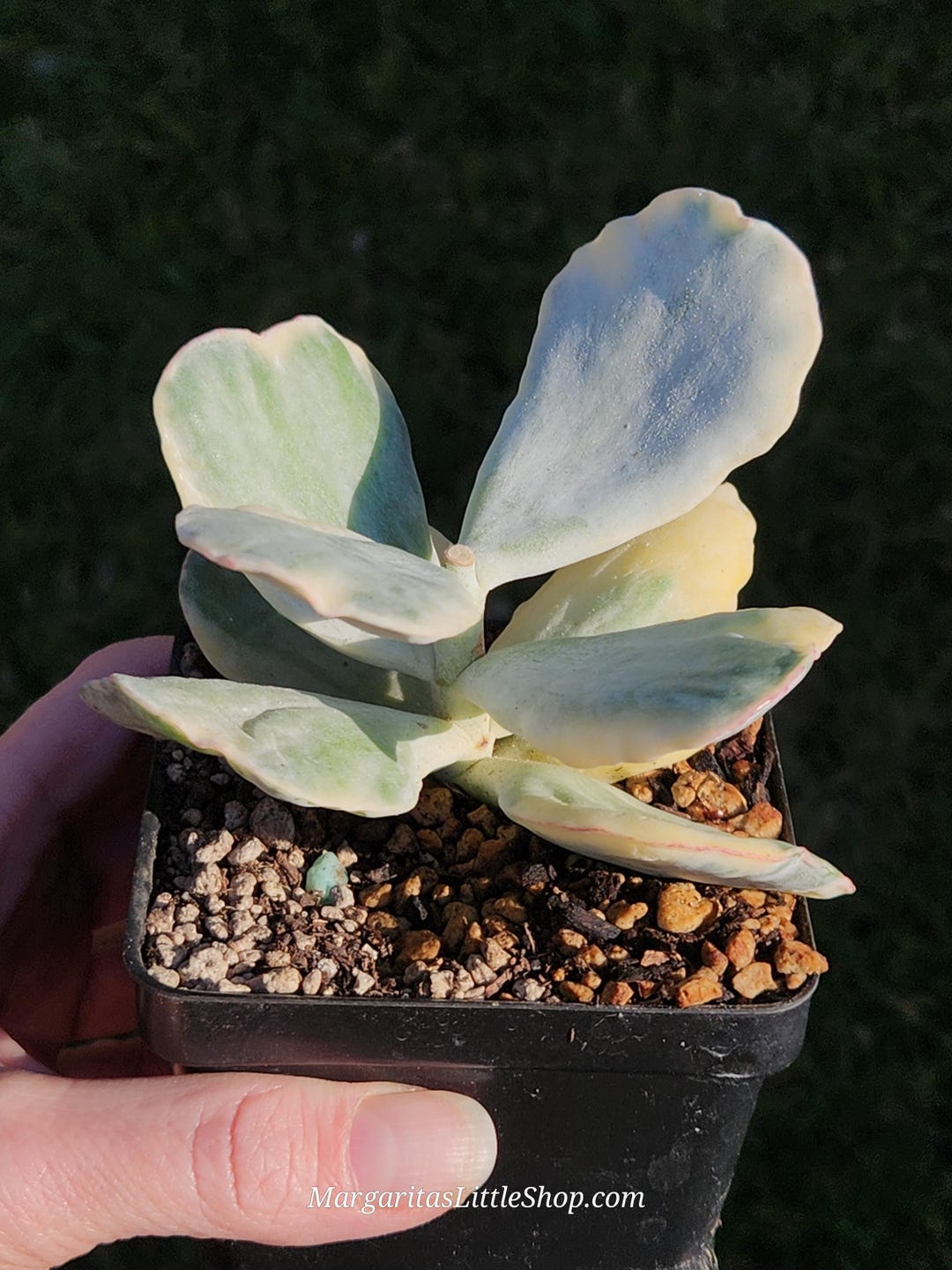Cotyledon Undulata F. Variegata - 3.5" Pot - Etsy