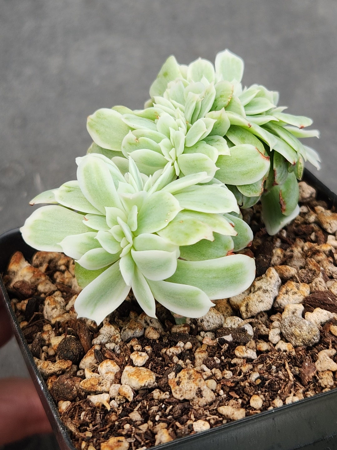 Echeveria 'lemon Rose' F. Variegata Cristata - Etsy