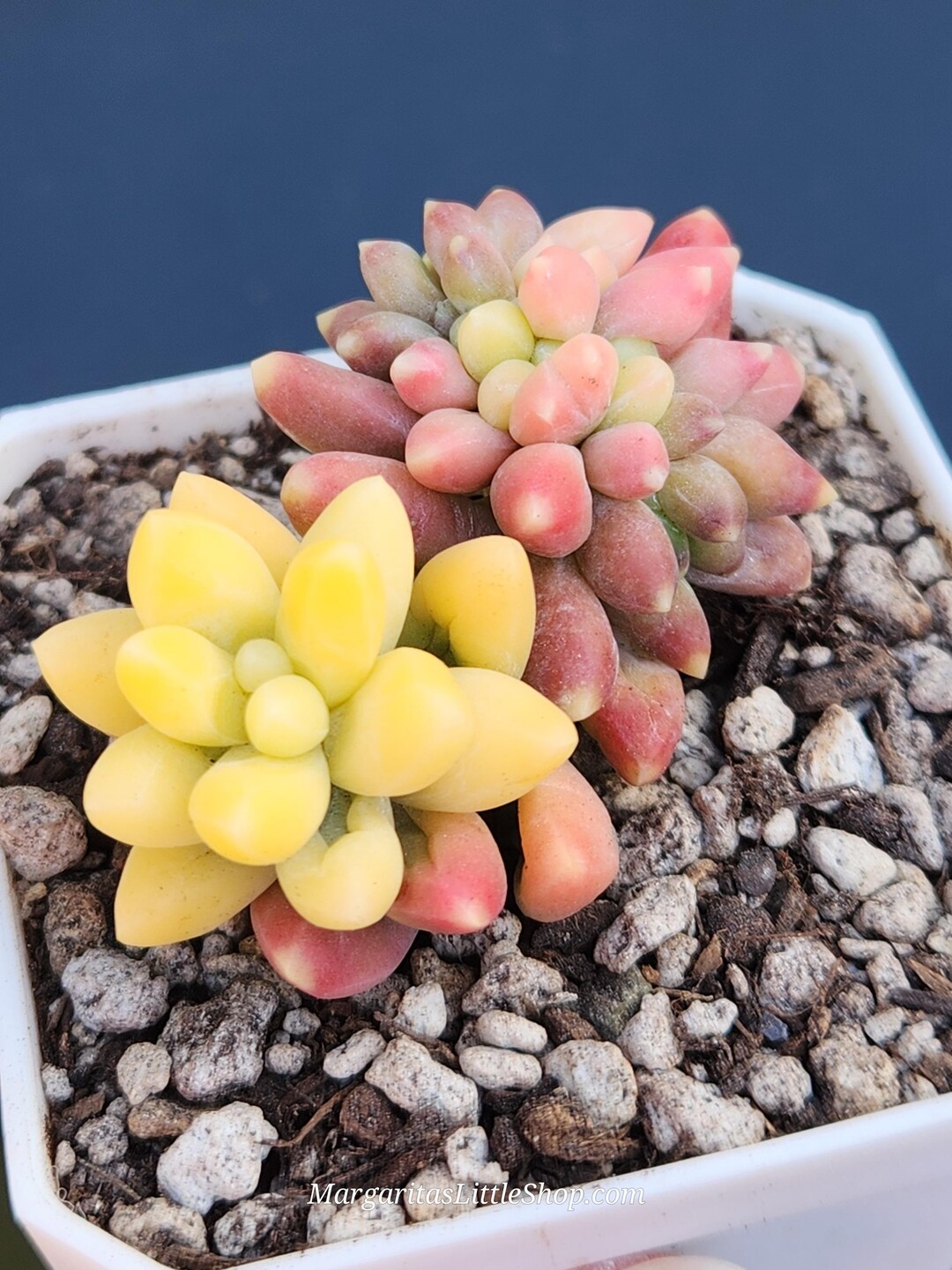 Pachyphytum Compactum F. Variegata Cristata - 2.75" Pot - Etsy