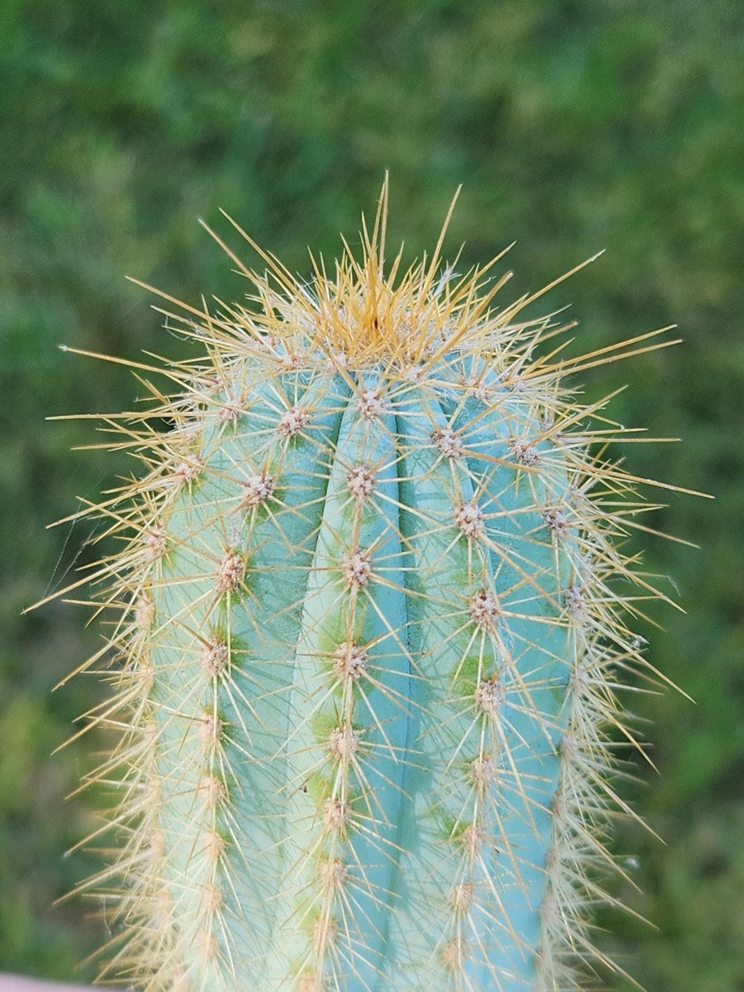 Pilosocereus Azureus blue Torch Cactus 3.5 Pot - Etsy