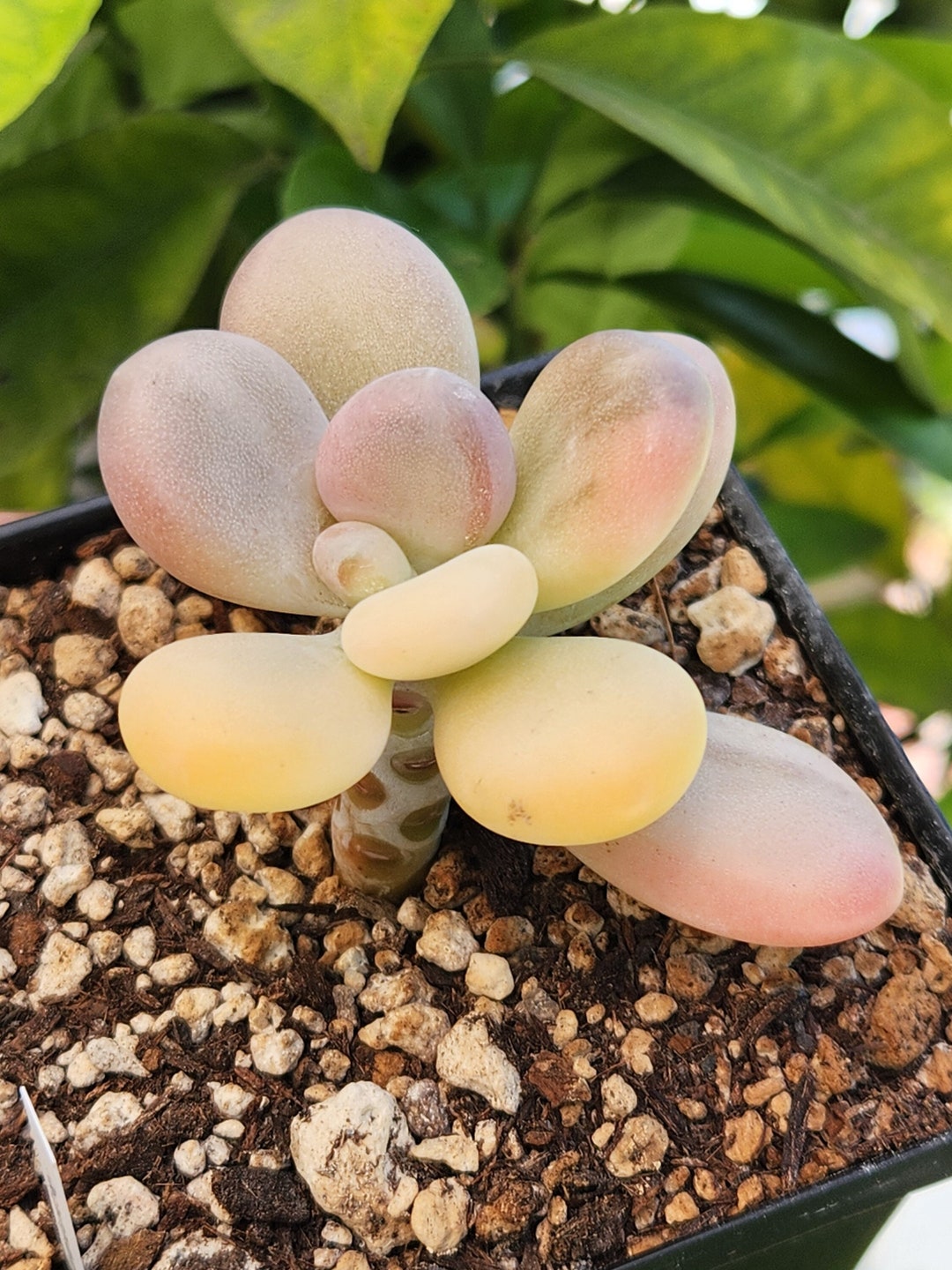 Pachyphytum Oviferum F. Variegata 3.5 Pot - Etsy