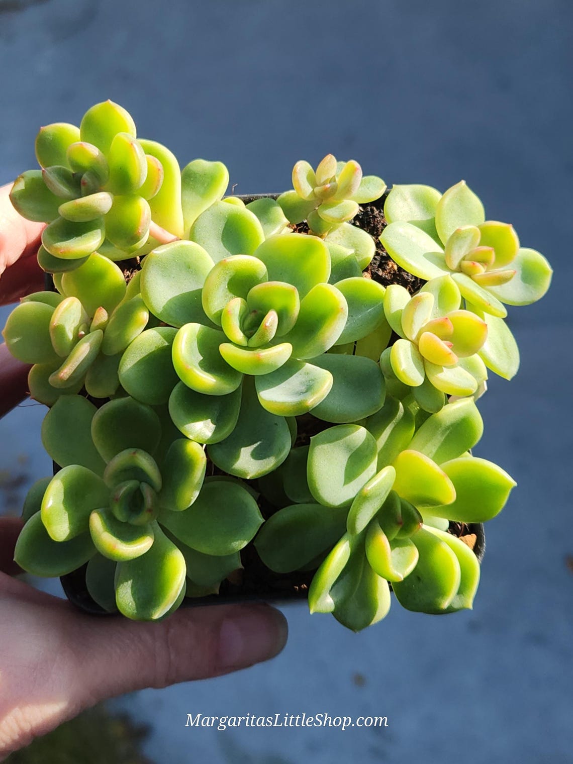 Echeveria 'dentra' - 3.5" Pot - Etsy
