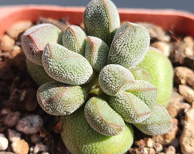 Crassula Fragarioides - 2" Pot - Etsy