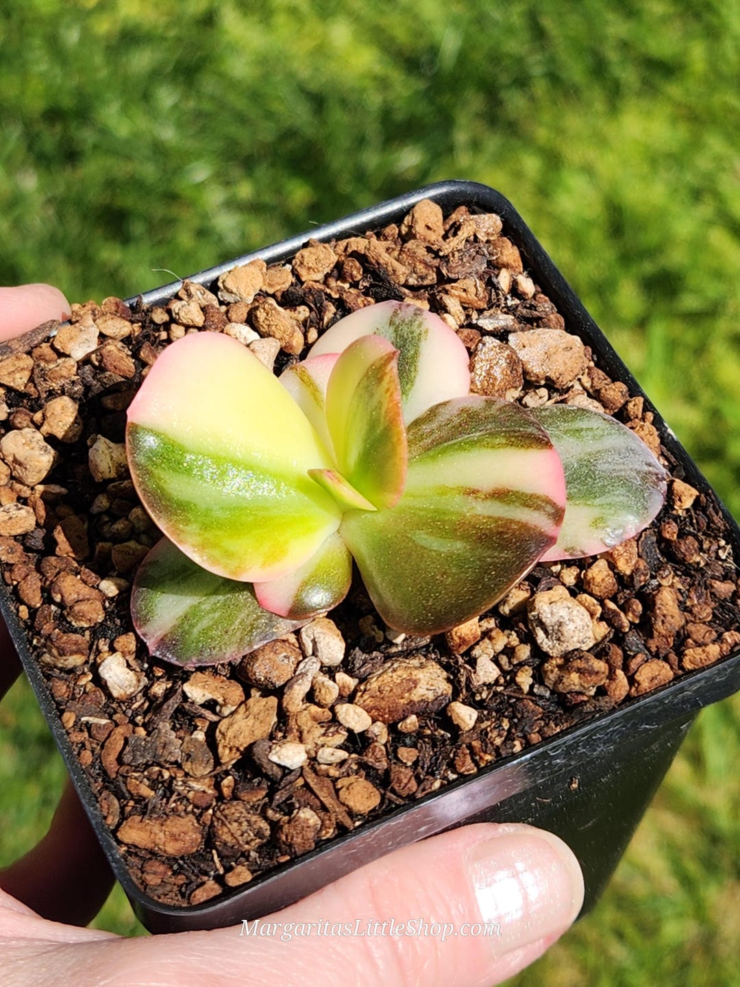 Echeveria 'primadonna' F. Variegata - 3.5" Pot - Etsy
