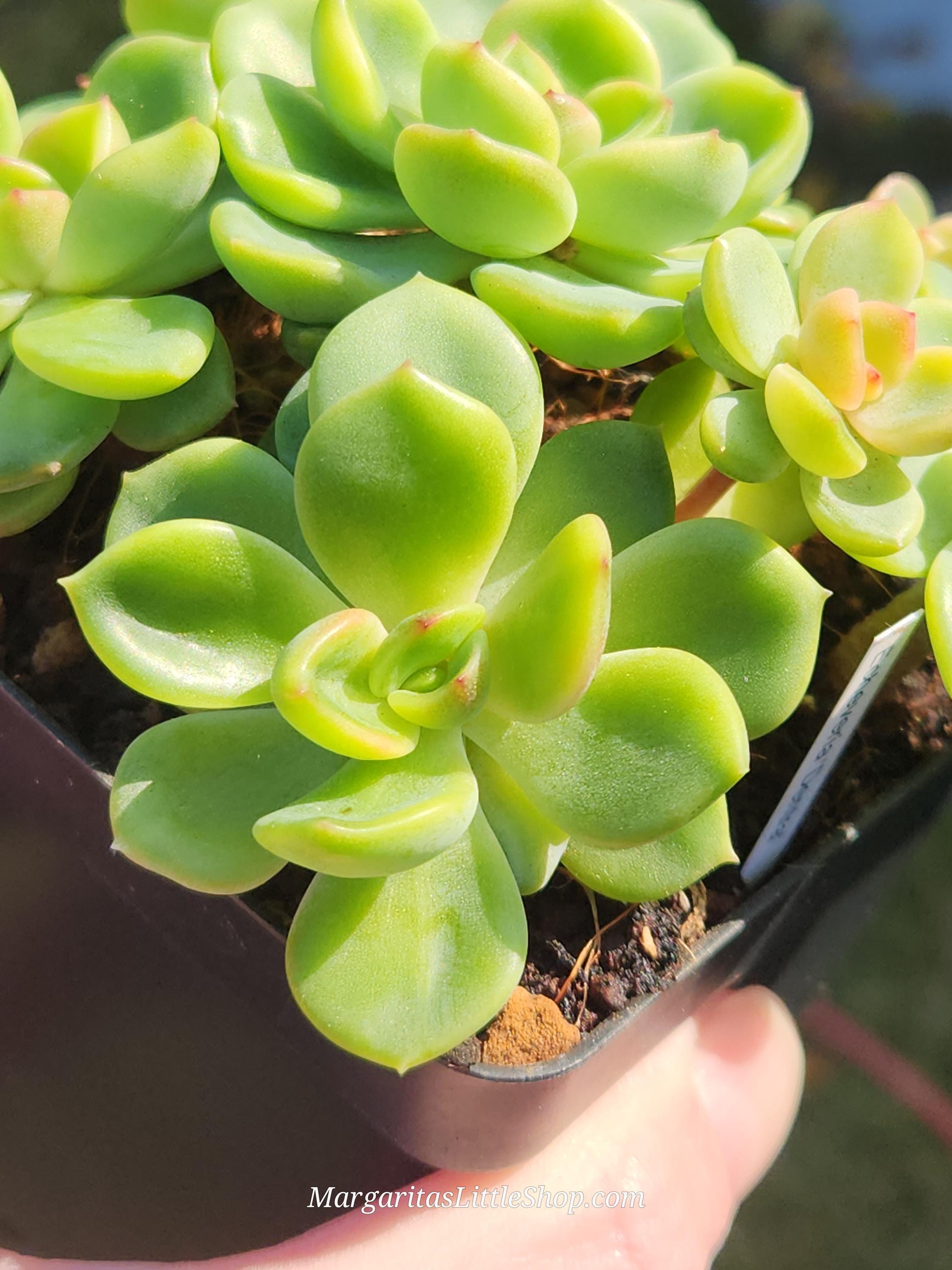 Echeveria 'dentra' - 3.5" Pot - Etsy